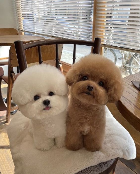 종합유기견보호소